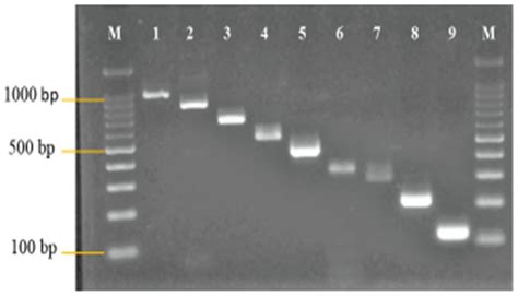 A Nanoplex Pcr Assay For The Simultaneous Detection Of Vancomycin And Linezolid Resistant Genes