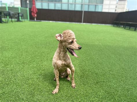 푸들 봉순 샴입양 셀커크렉스입양 스코티쉬폴드입양 스핑크스입양 아메리칸숏헤어입양 아비시니안입양 터키시앙고라입양 페르시안입양 애완견