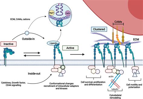 Schematic Representation Of Integrin Activation The Variety Of Download Scientific Diagram