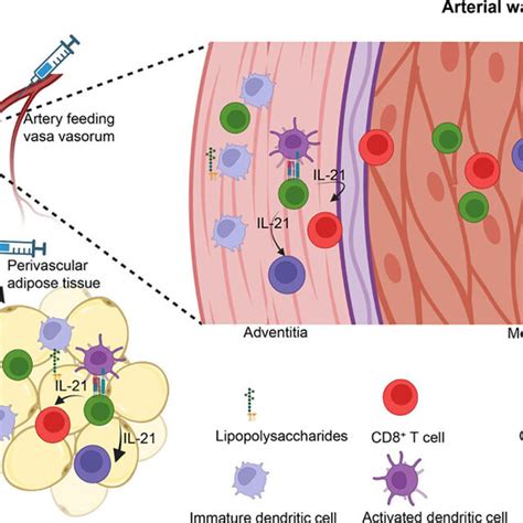 A Swelling Of The Temporal Artery Black Arrow B Echodoppler Of Download Scientific