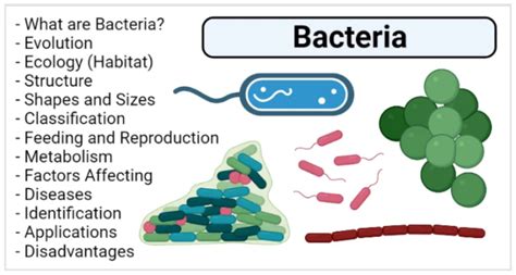 박테리아 정의 구조 모양 크기 분류 네이버 블로그