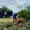 Jose Tree Service Austin TX Thumbtack