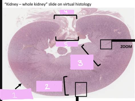 Bio 313 Lab Practical 3 Flashcards Quizlet
