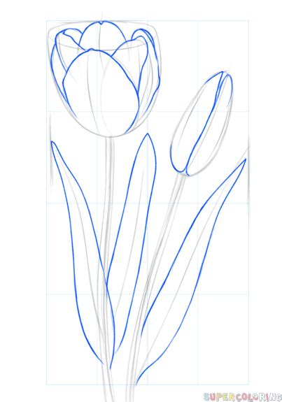 How To Draw A Tulip Step By Step Drawing Tutorials
