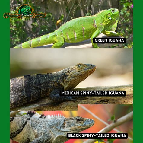 Unraveling The Iguana Invasion In South Florida