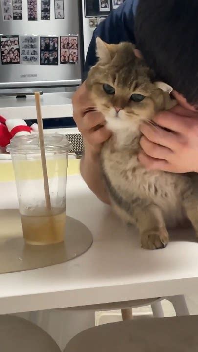 너무 귀여워서 깨물어주고 싶다 😹😻😸 Youtube