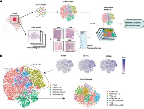 Spatial Single Cell Analysis Of Tumor Microenvironment Remodeling