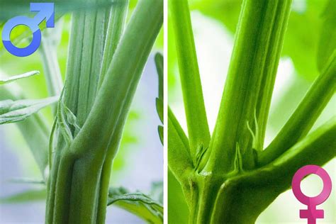 How To Feminize Seeds Whats Involved KingCrop