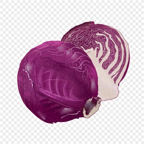 자주색 양배추 Png 일러스트 무료 다운로드 Lovepik
