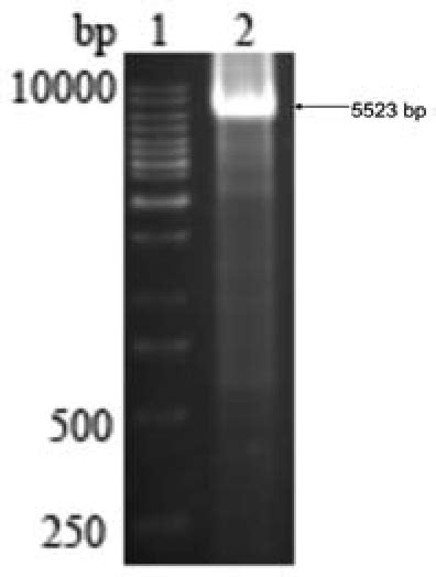 Figure 2 From One Step Dna Fragment Assembly And Circularization For Gene Cloning Semantic