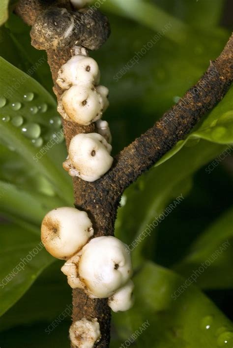 Scale Insects Stock Image C Science Photo Library