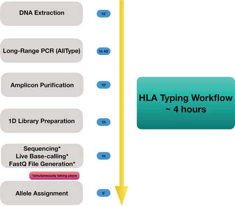 Hla Typing Results Explained At Benjamin Hutchison Blog
