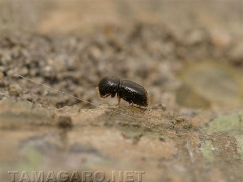 多摩の生き物たち ナガシンクイムシ