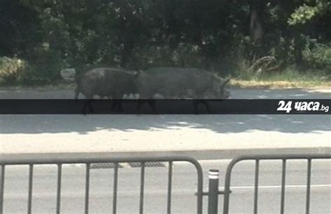 Прасета се разхождат спокойно из Пловдив