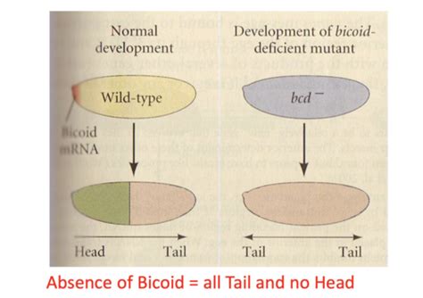 Dev Flashcards Quizlet