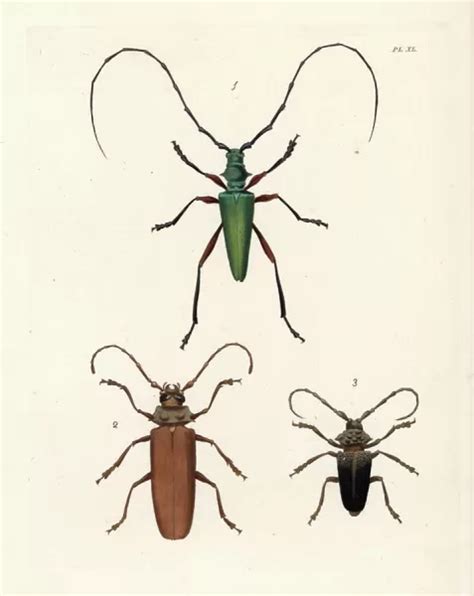 Twig Girdler Art Prints Posters And Puzzles