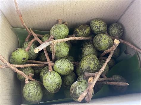 มะกอกป่า แบบสุก นะคะ ใส่ส้มตำ ครึ่งกิโลกรัม 500กรัม มะกอกใส่ส้มตำ อร่อยมาก แถม