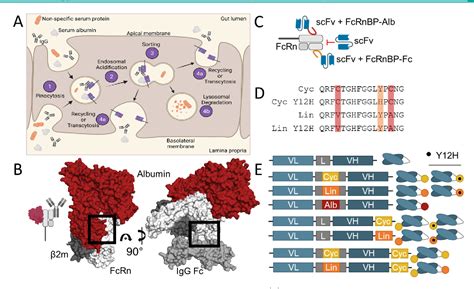 Antibody Binding To Fcrn At Joel Persaud Blog
