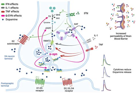 Ijms Free Full Text Dopamine Transmission Imbalance In Neuroinflammation Perspectives On