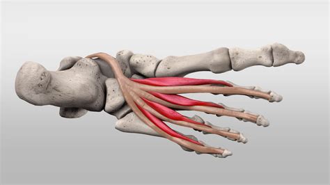 Musculi Lumbricales Pedis Doccheck