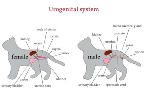 Urinary Tract Disease In Cats Causes Symptoms And Treatment