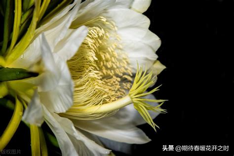 昙花开放的时间有多长昙花的开花期和花期长度