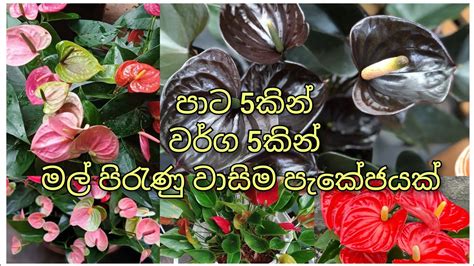 No 274 වටින වර්ග 5ක් ලස්සනට මල් හදන්න ආස ඔයාටම Youtube