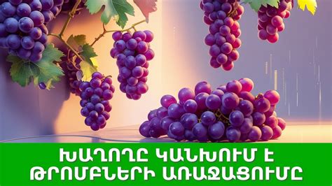 Խաղողի հրաշալի հատկությունները Youtube