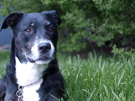 Black And White Lab Pit Mix