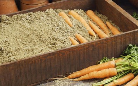Сорт моркови Шантане. Описание сорта, фото, отзывы