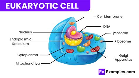 Eukaryotic Cell Structure Eukaryotic Cell Structure