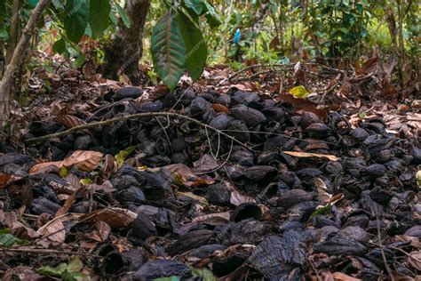 Premium Photo Cocoa Residue Cocoa Husk In Brazilian Farm