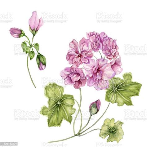 녹색 나뭇잎과 흰색 배경에 고립 된 폐쇄 싹과 줄기에 아름 다운 Pelargonium 꽃 식물 세트 제라늄에 대한 스톡 벡터 아트 및 기타 이미지 Istock