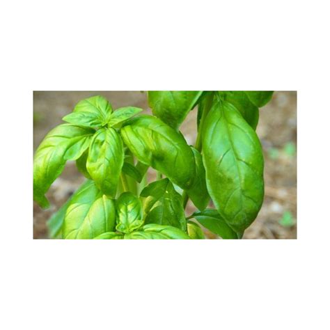 Basilic