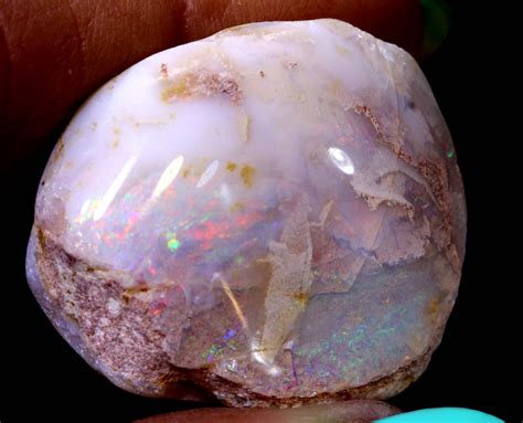 66 90 Cts Clam Shell Opalised Fossil Fo 1798 Fossilopals