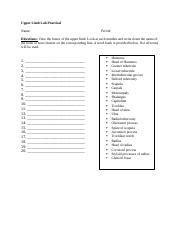 Upper Limb And Pelvic Girdle Bone Lab Practical Course Hero Upper Limb And Pelvic Girdle Bone Lab Practical Course Hero