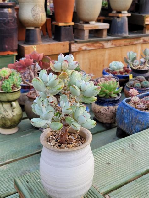 다육이 키우는법 동형 하형 다육이 종류 네이버 블로그