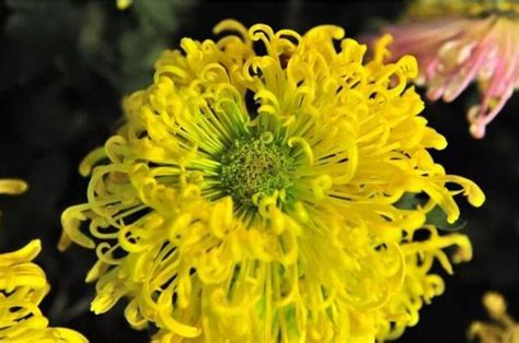 今日霜降秋將盡霜葉紅於二月花 每日頭條