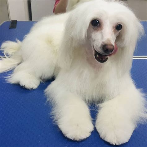 Хохлатая пуховка 52 фото картинки Sobakovod Club