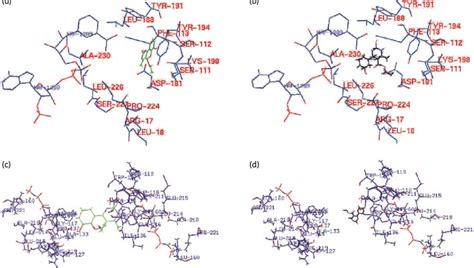 Predicted Binding Models For A Monastrol R Enantiomer Green In Download Scientific