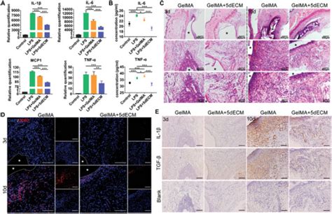 A 3d‐bioprinted Functional Module Based On Decellularized Extracellular