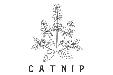 Catnip Line Art Illustration Vector Art Graphic By Fanfun Creative Fabrica