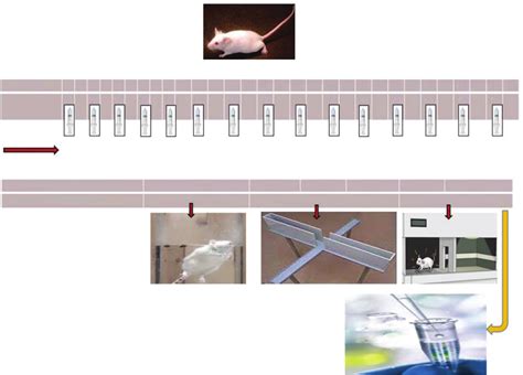 Schematic Representation Of The Experimental Protocol Ptz