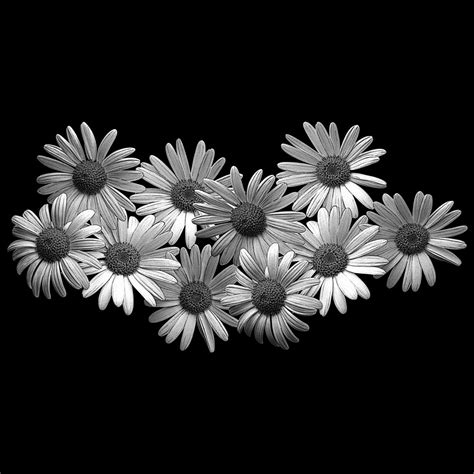 Ромашки для гравировки на памятник