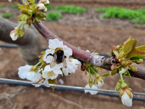 Koppert Chile Presenta La Guía De Compatibilidad De Productos