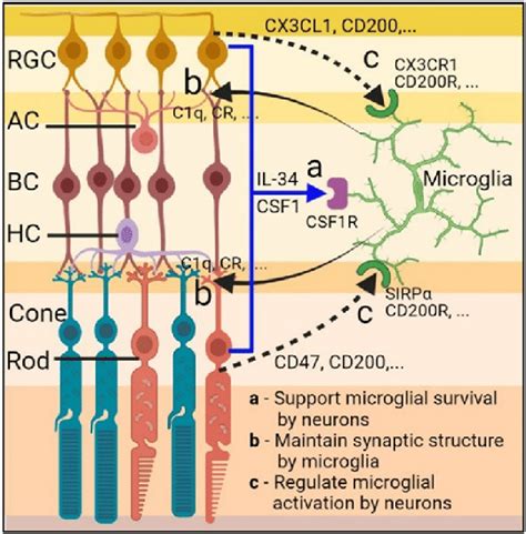 Neuron Microglia Crosstalk A The Csf1r Signalling Pathway Is Download Scientific Diagram