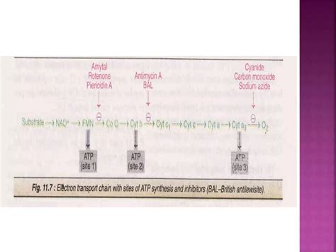 Biological Oxidation Pptx Chemistry Science
