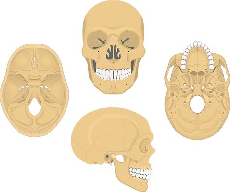 Medial Pterygoid Cadaver