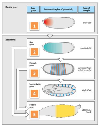 GENE3350 Lecture 11 Segmentation Flashcards Quizlet