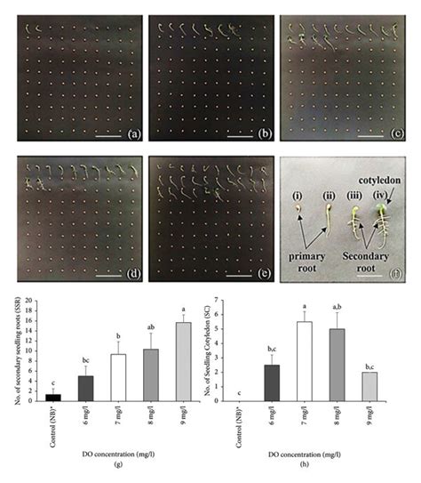 Effect Of Seed Germination On Difference Dissolved Oxygen Concentration Download Scientific